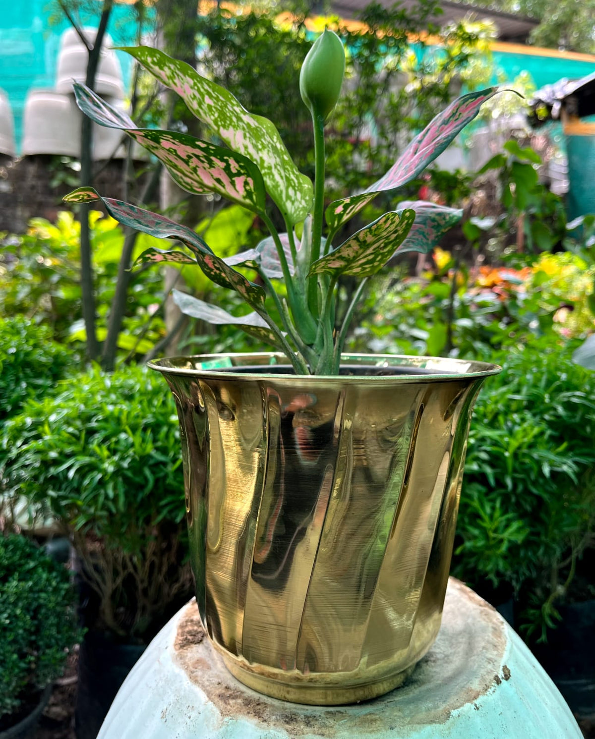 Brass Planters - Stylish Gloss Pots